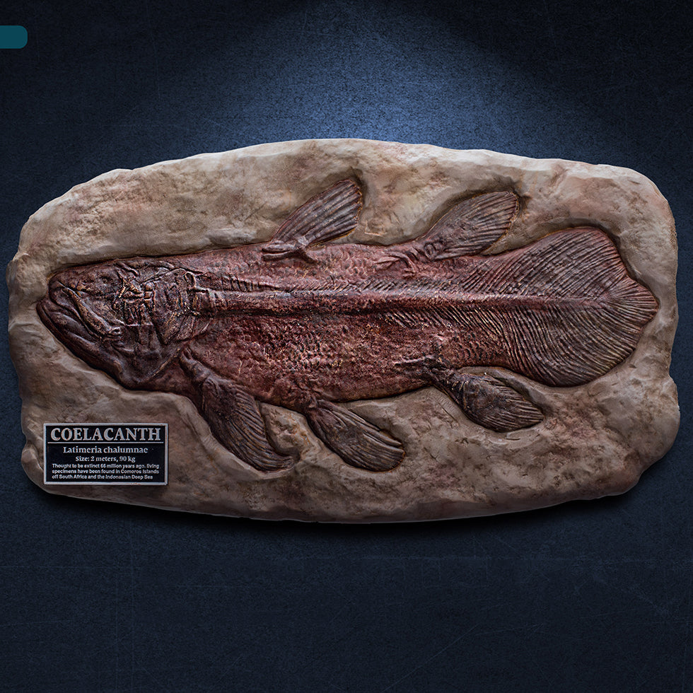 Coelacanth(Fossil Replica) – Star Ace Toys Limited