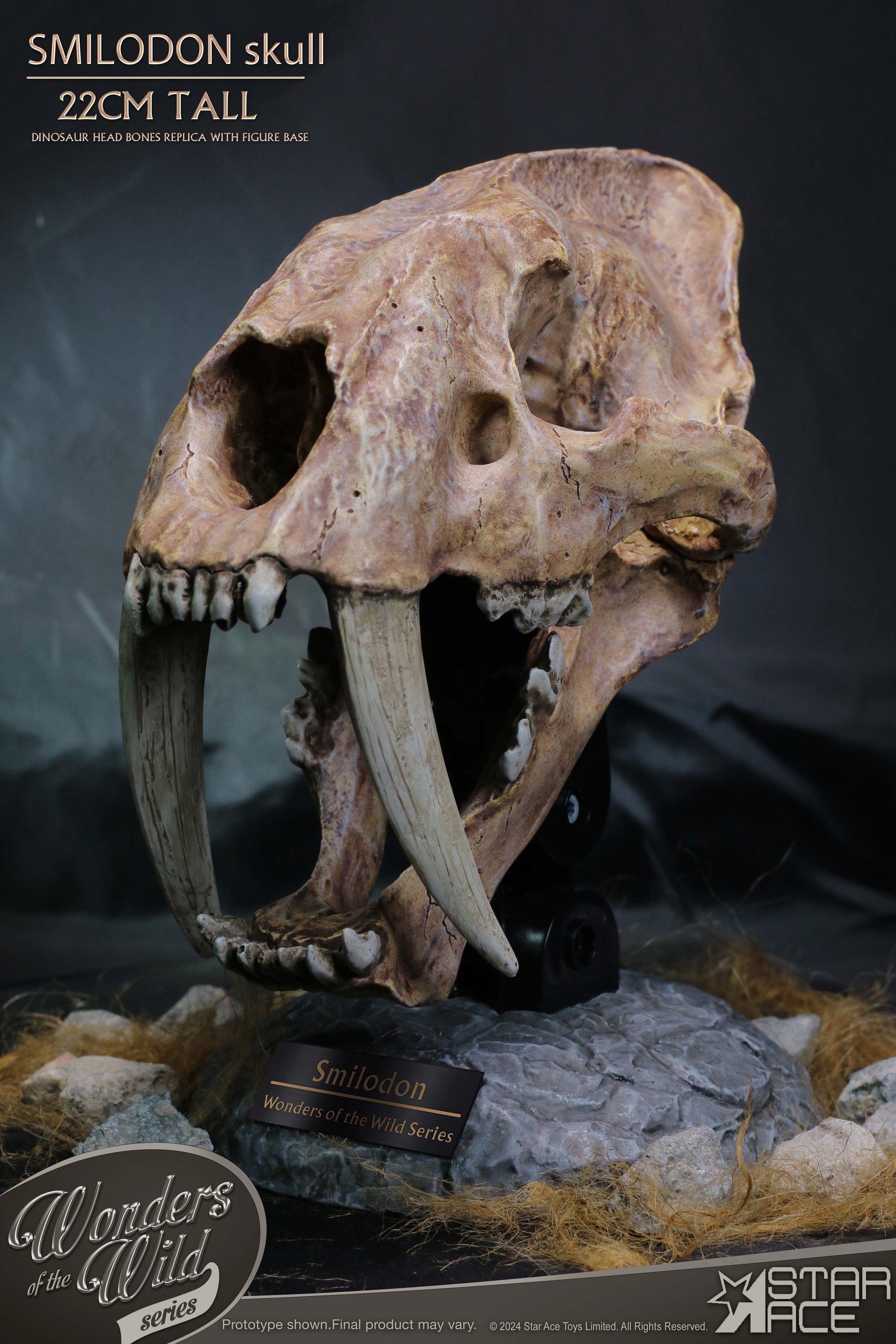 Smilodon Skull Fossil collectible – Star Ace Toys Limited